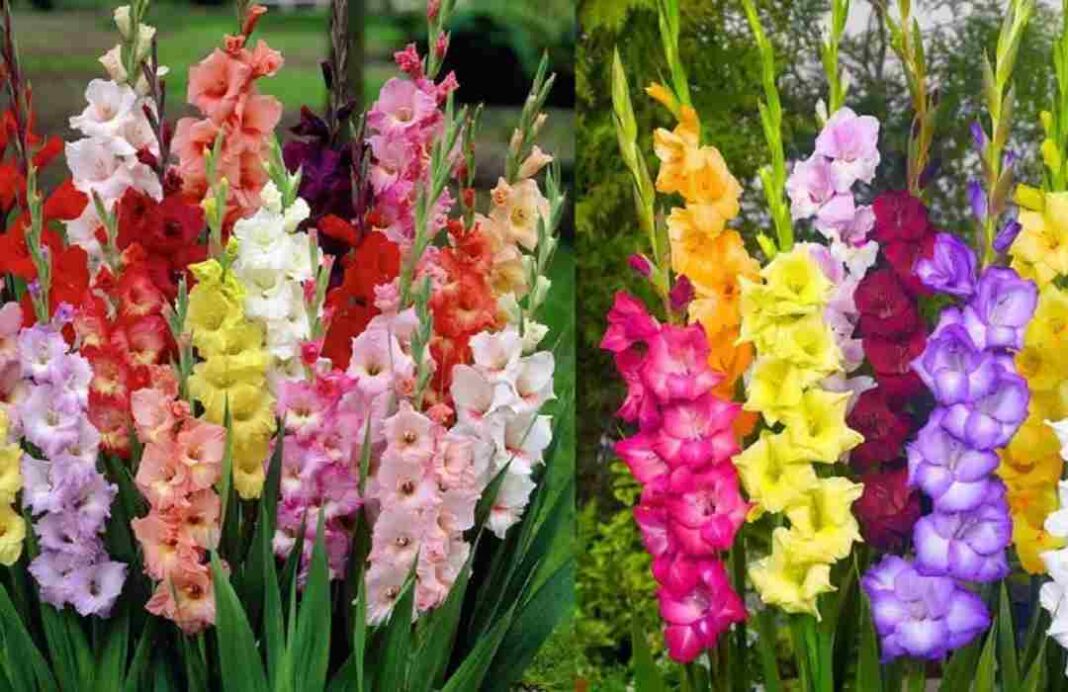 Hoa lay ơn có ý nghĩa gì tượng trưng cho cảm xúc chân thành - Hoadep365 ...