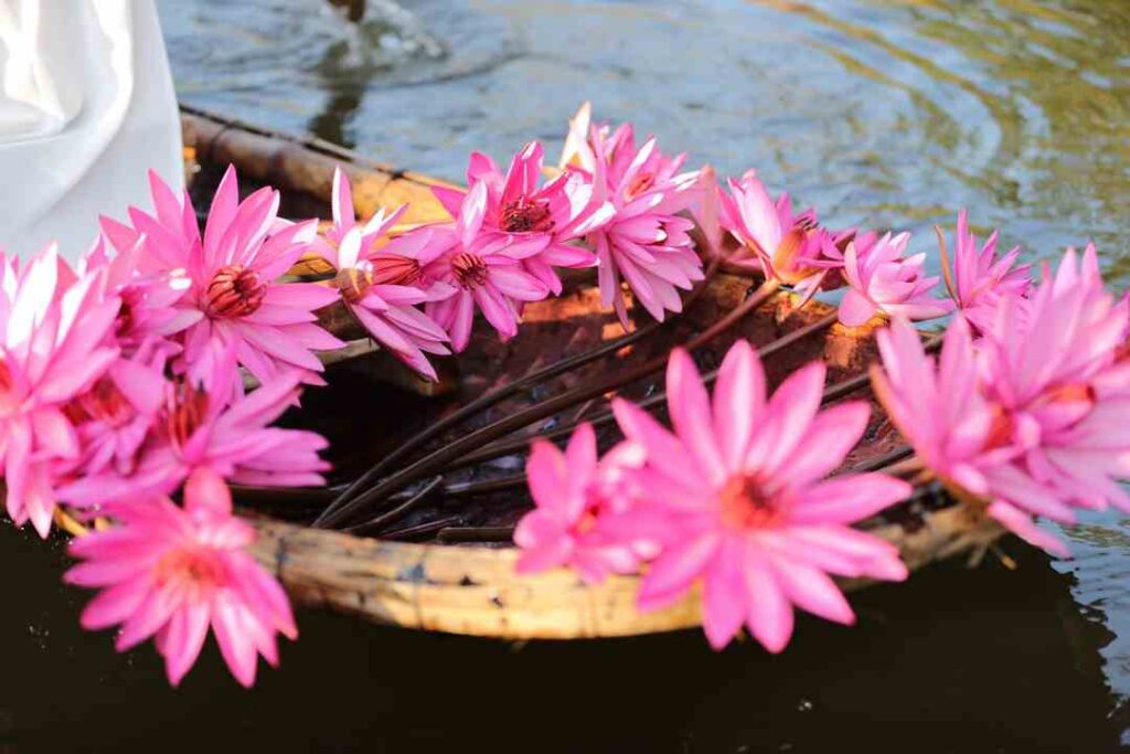 Hoa súng - Hướng dẫn kỹ thuật trồng và chăm sóc đúng chuẩn